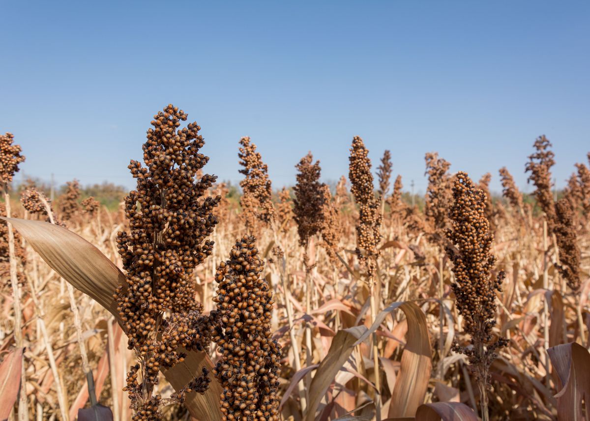 'Millet field' Poster, picture, metal print, paint by NAMA | Displate
