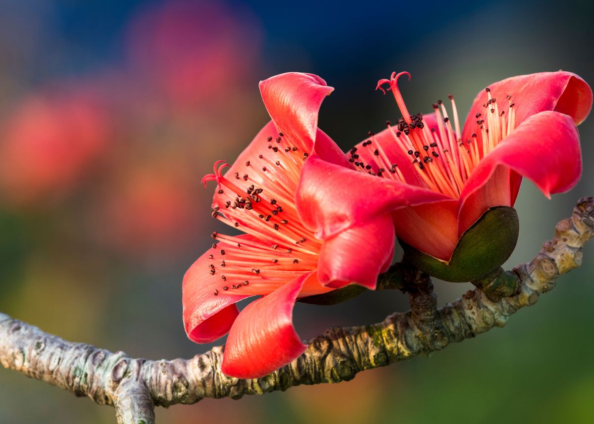 ' bombax ceiba flower' Poster, picture, metal print, paint by Thanh ...
