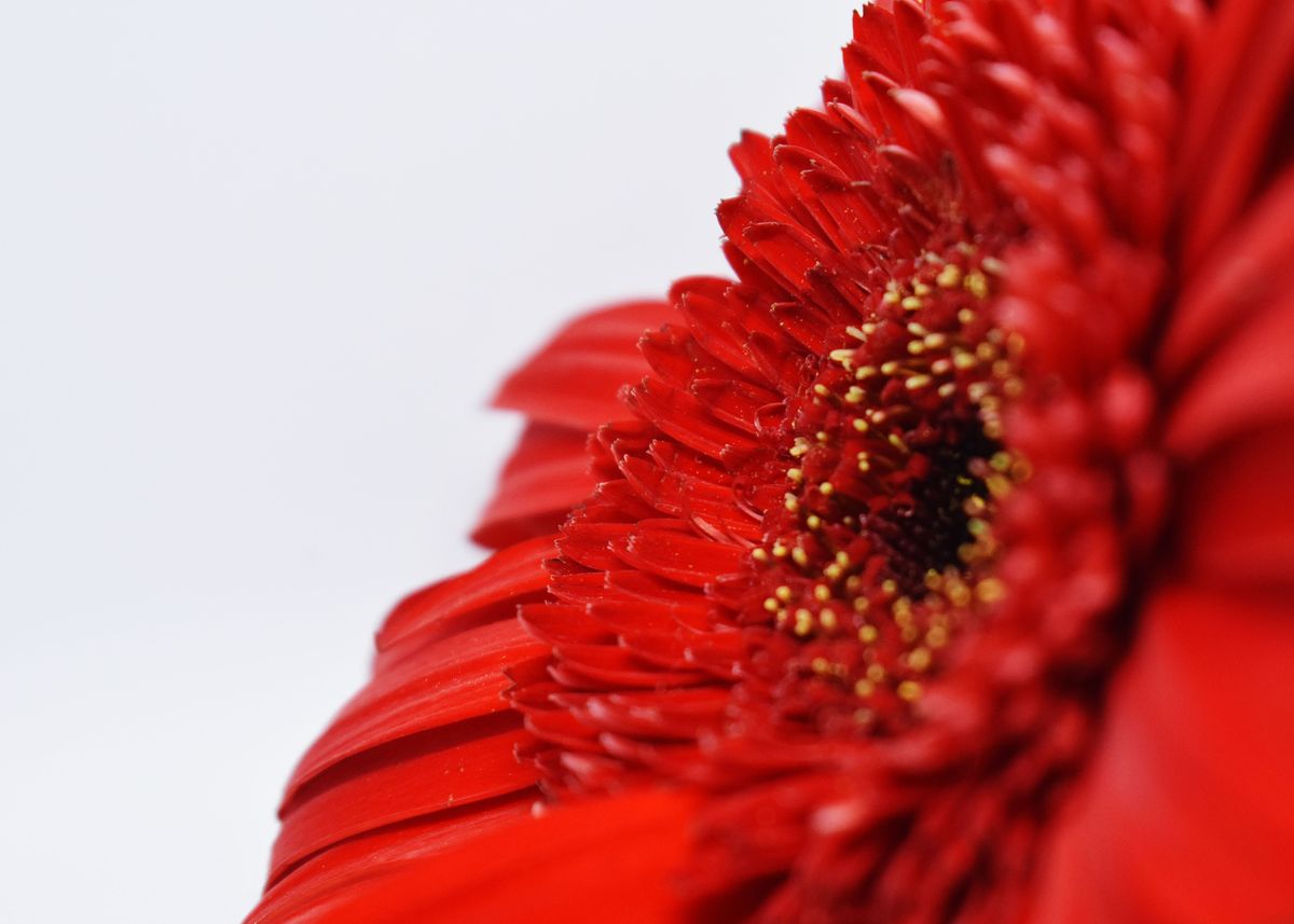 'A red flower' Poster, picture, metal print, paint by Ravindra Kumar ...