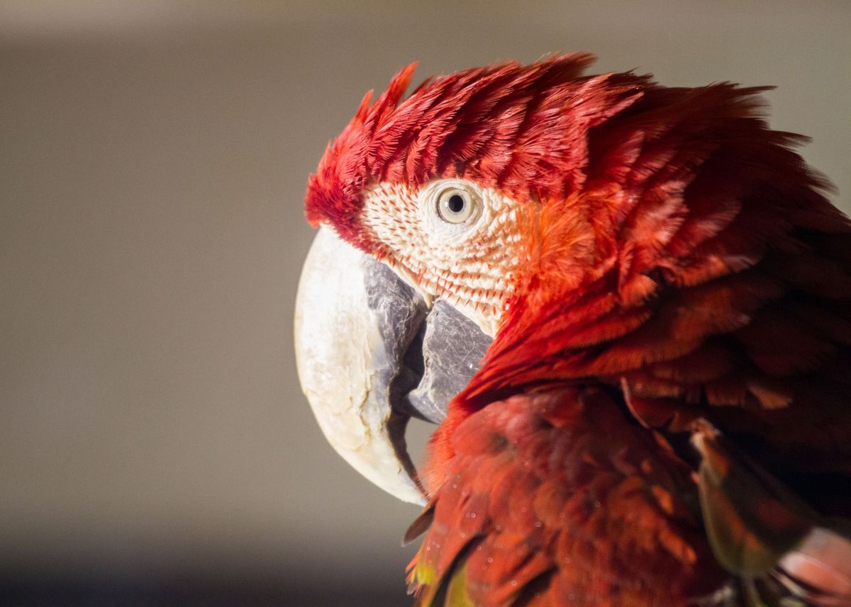 'Ara' Poster, picture, metal print, paint by Jerhus | Displate