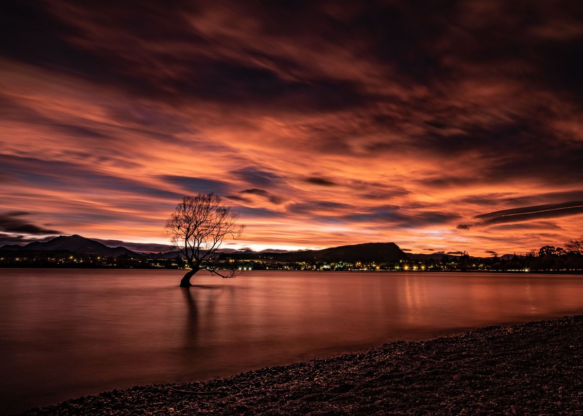 'That Wanaka Tree' Poster, picture, metal print, paint by Dan Brighurst ...