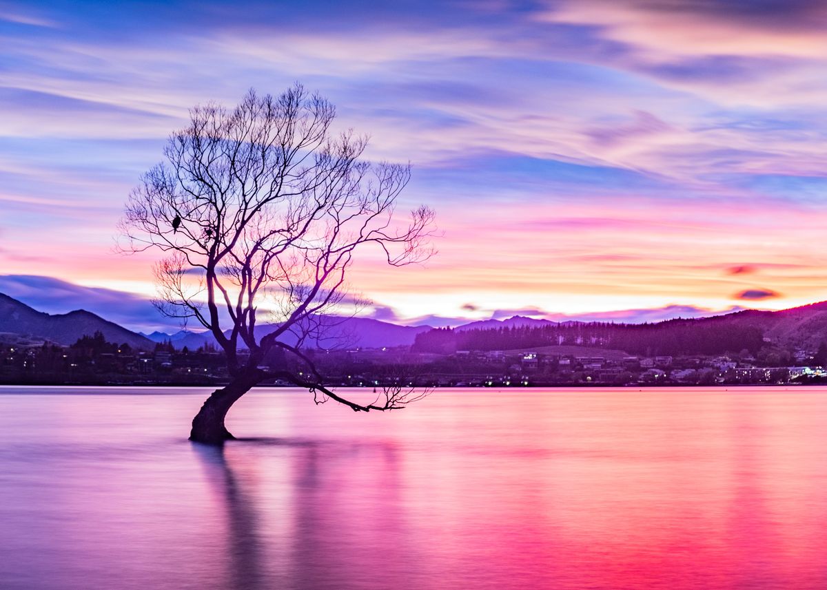 'That Wanaka Tree' Poster by Dan Brighurst | Displate