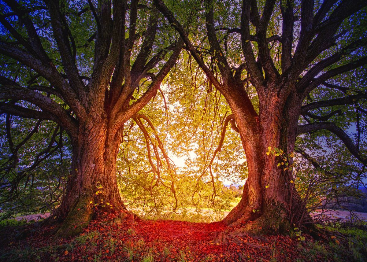 'Big Trees in Forest Nature' Poster, picture, metal print, paint by Max ...