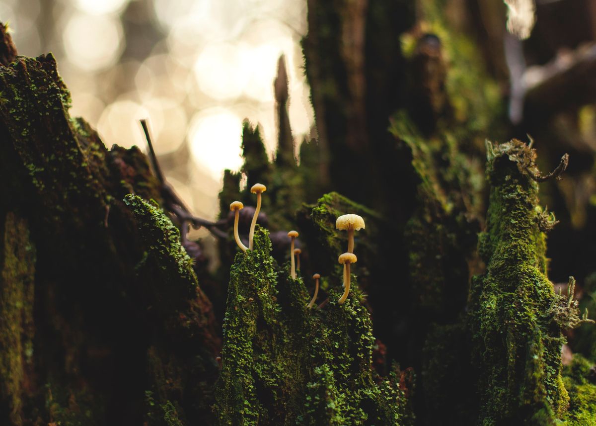 'Fungi Family Portrait' Poster, picture, metal print, paint by Brandt ...