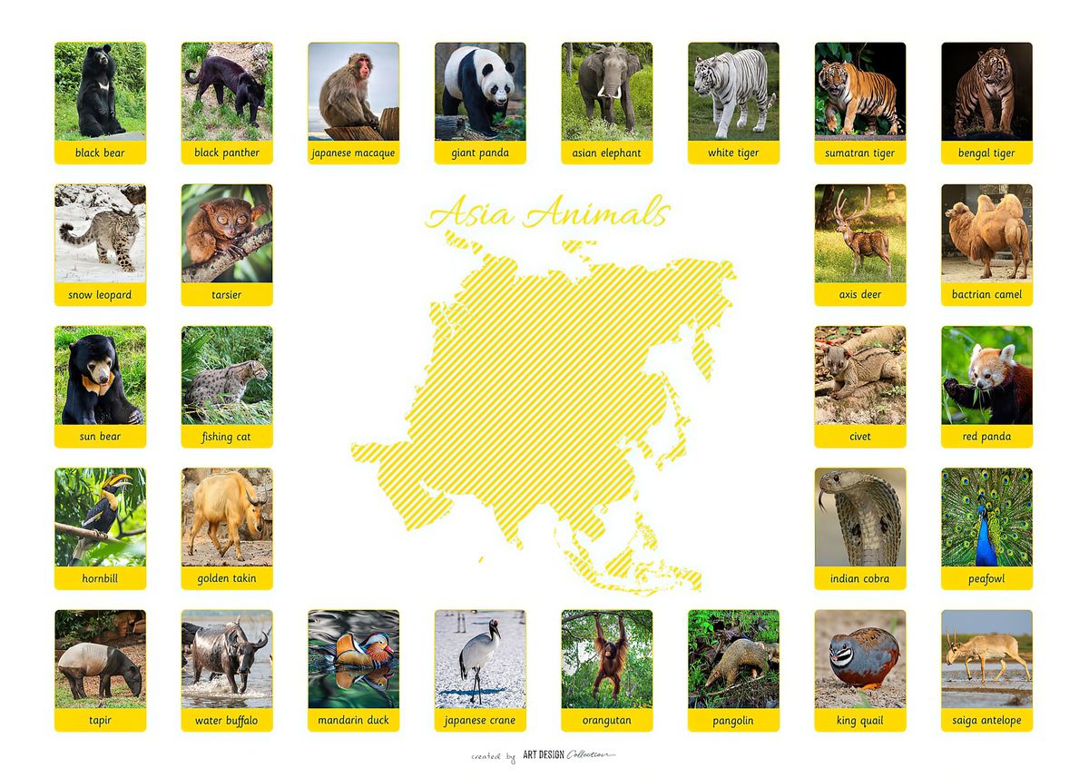 'ASIA ANIMALS' Poster, picture, metal print, paint by QNT GROUP | Displate