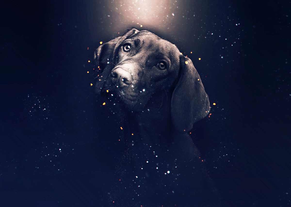 'Dog' Poster, picture, metal print, paint by 4T4 Design Studio | Displate