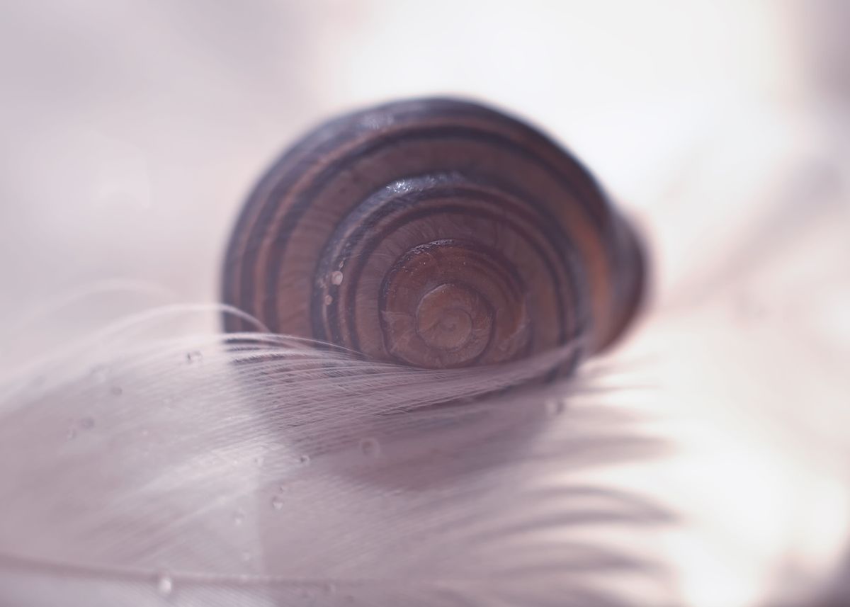 'Snail shell on a feather' Poster, picture, metal print, paint by ...