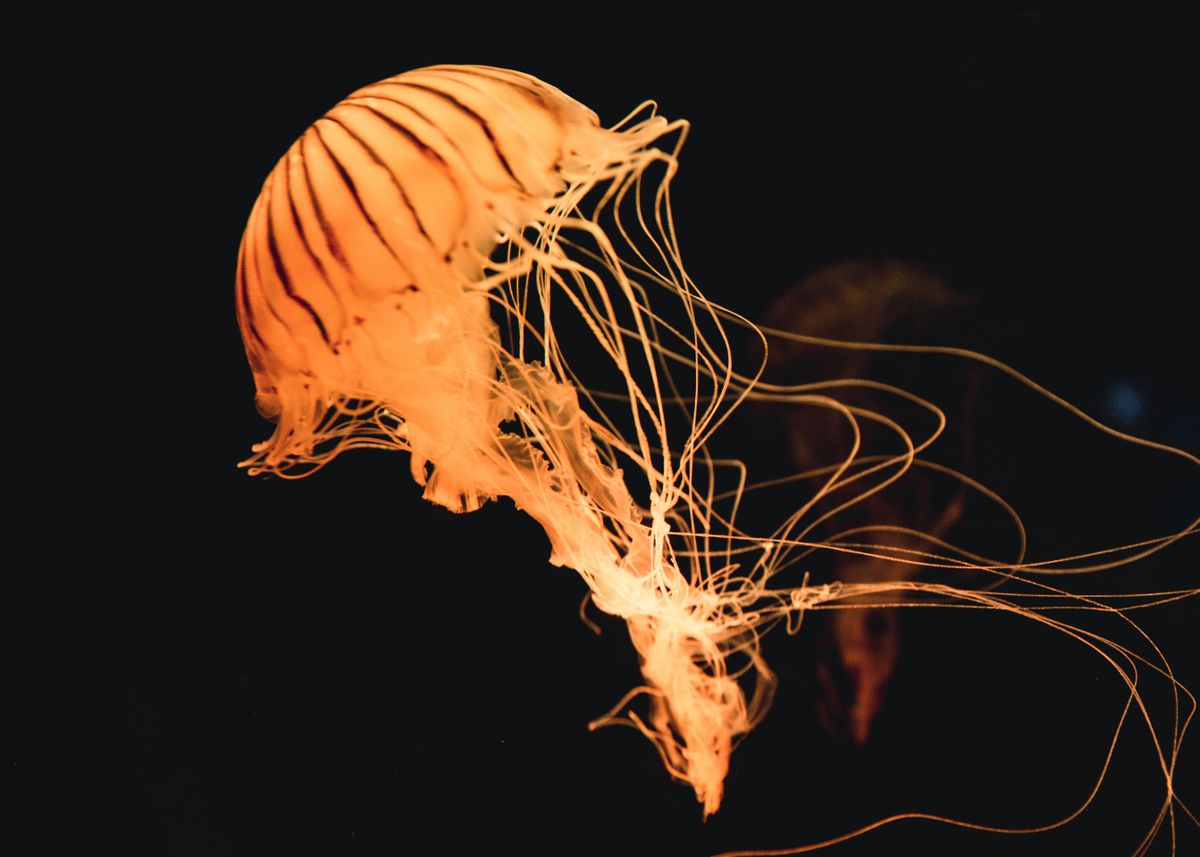 'Jellyfish Angels ' Poster, picture, metal print, paint by Stephen ...