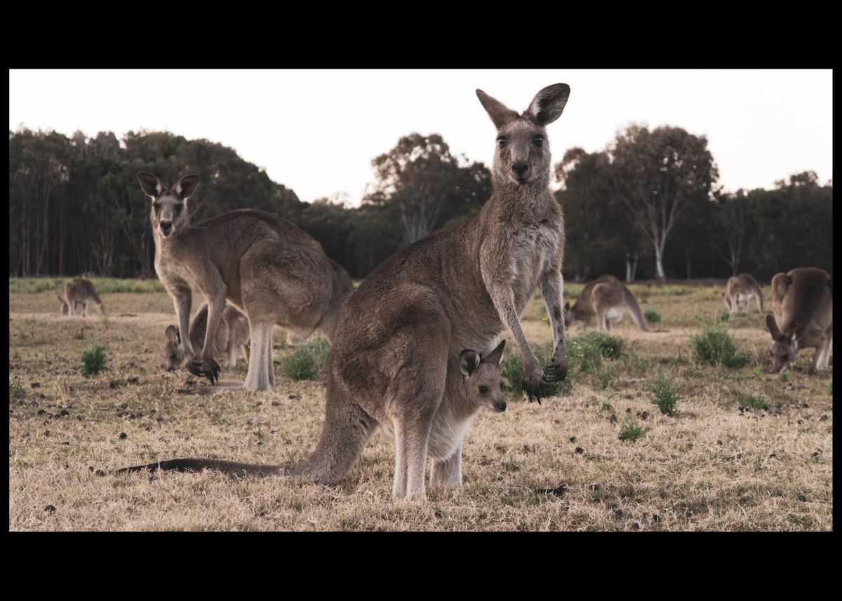 'Kangaroo' Poster by Sebastian Wünsche | Displate