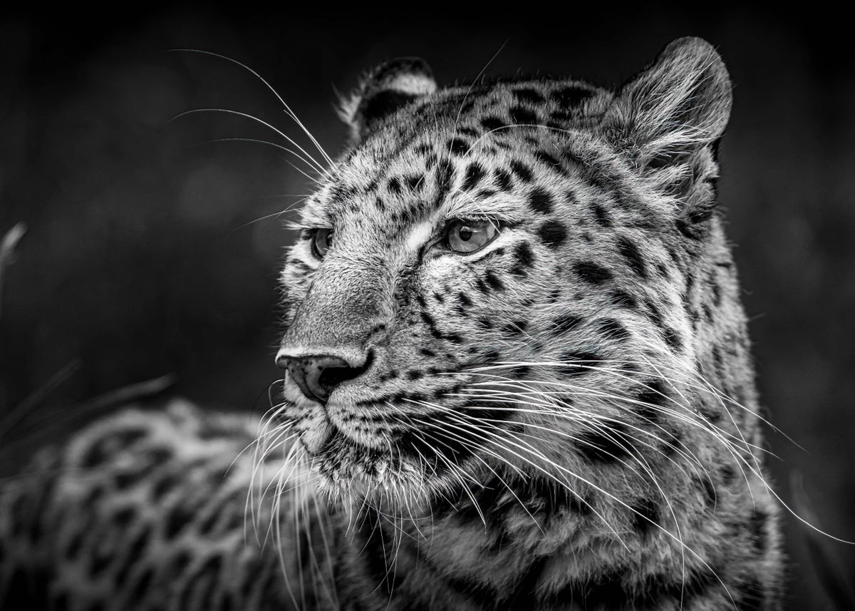 'Amur Leopard' Poster, picture, metal print, paint by Olek | Displate