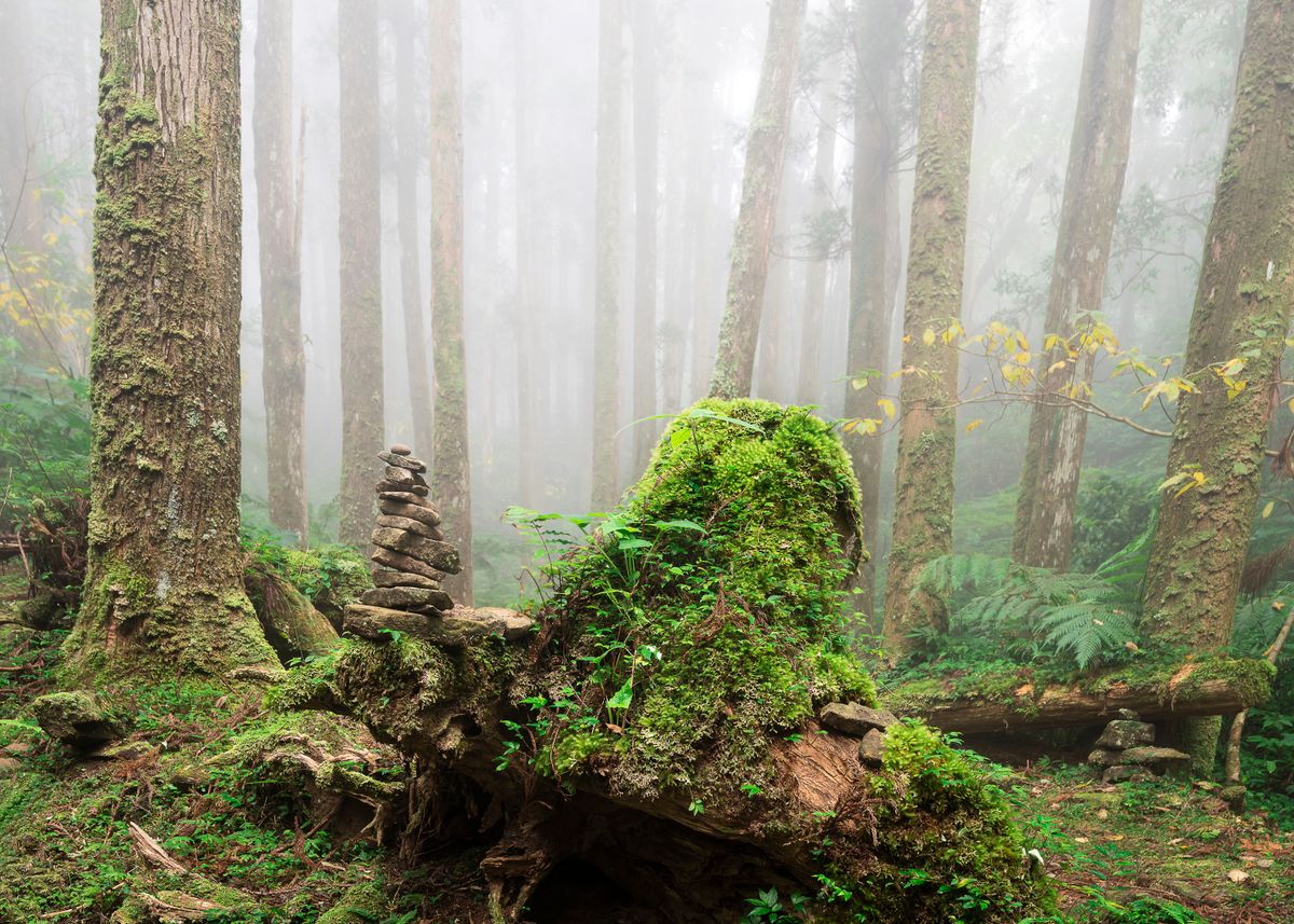 'Misty forest' Poster by HanPing Tseng | Displate