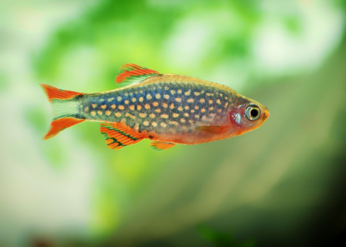 'aquarium rasbora fish' Poster, picture, metal print, paint by ...