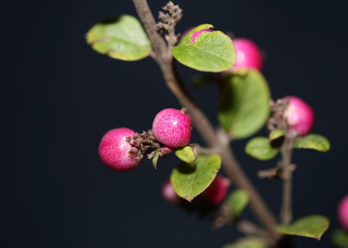 'Symphoricarpos fruit macro' Poster by BakalaeroZz Photography | Displate