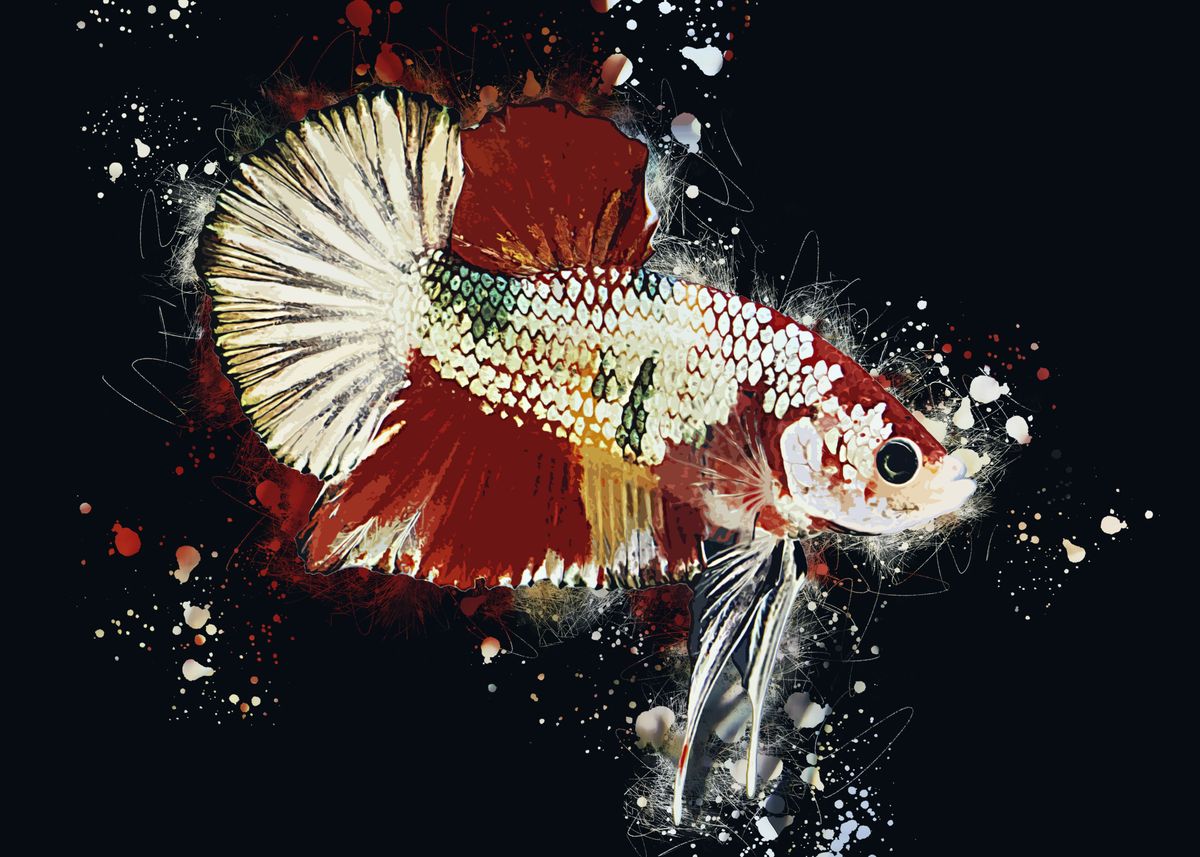 'Nemo Copper Betta Fish' Poster by Upscale Betta | Displate