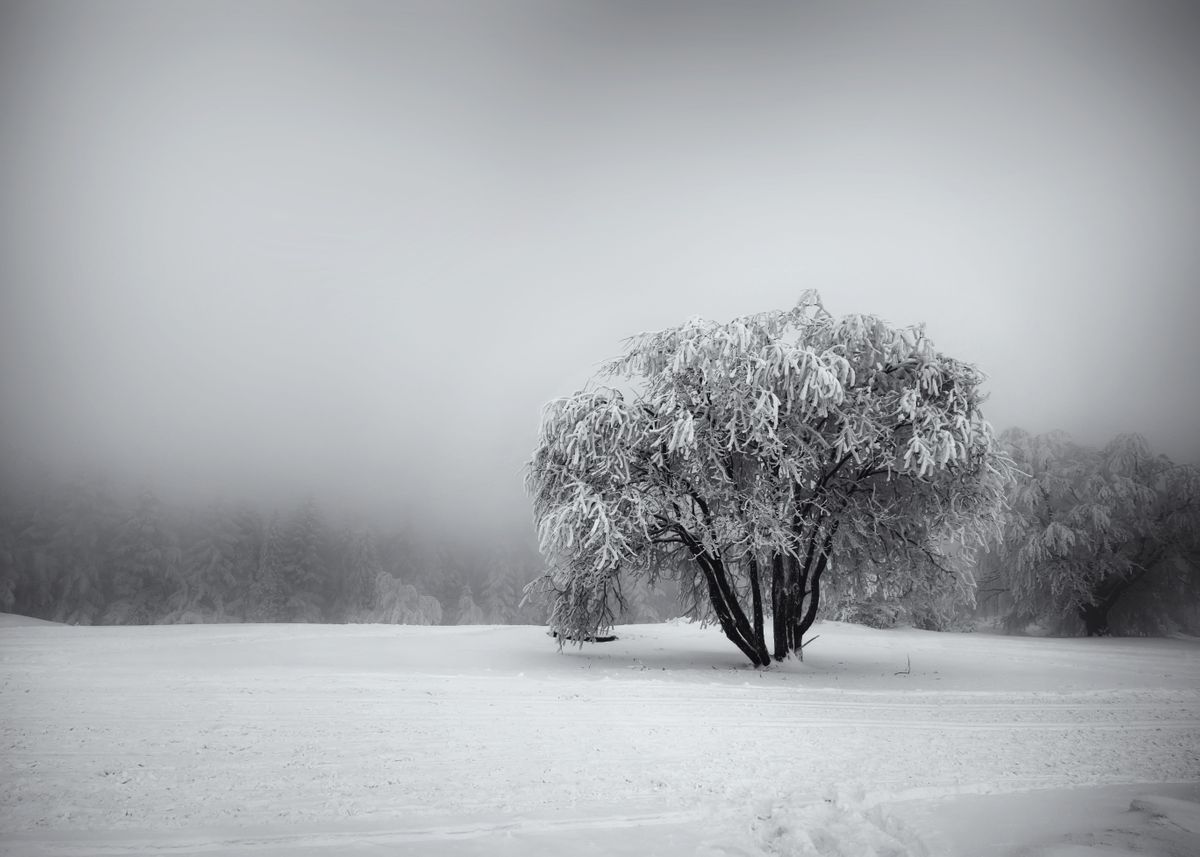 'Winter tree Black White' Poster, picture, metal print, paint by ...