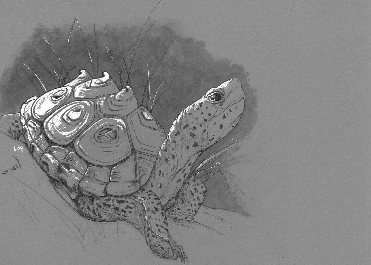 'Diamondback Terrapin' Poster, picture, metal print, paint by ...