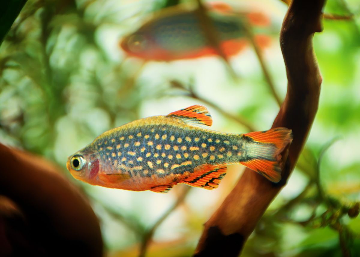 'aquarium rasbora fish' Poster, picture, metal print, paint by ...