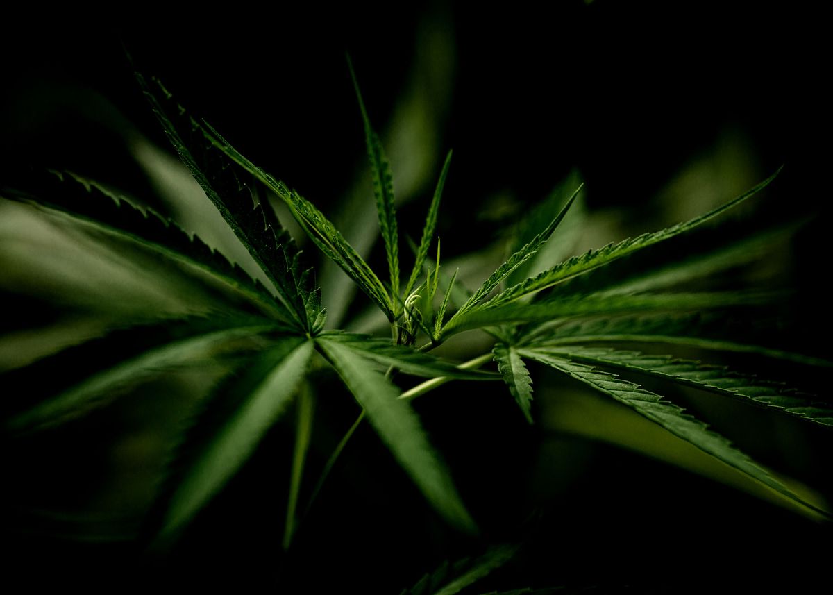 'Weed' Poster, picture, metal print, paint by Motivation ManiaC | Displate