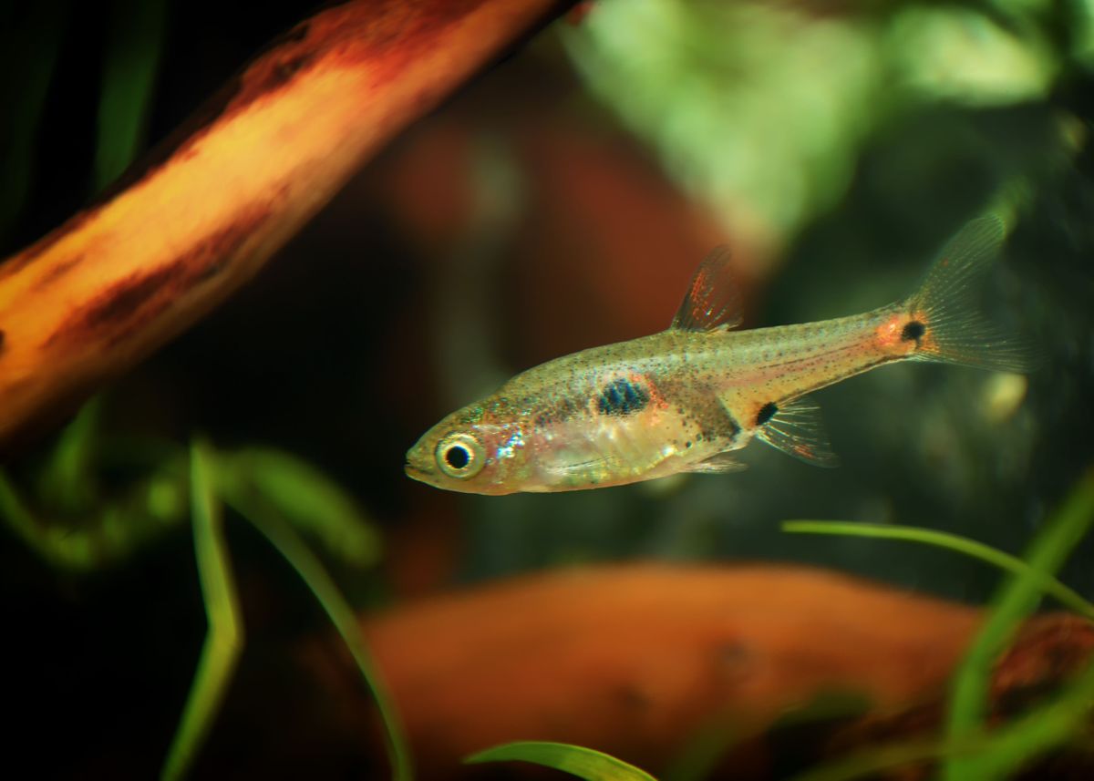 'Rasbora aquarium fish' Poster, picture, metal print, paint by ...