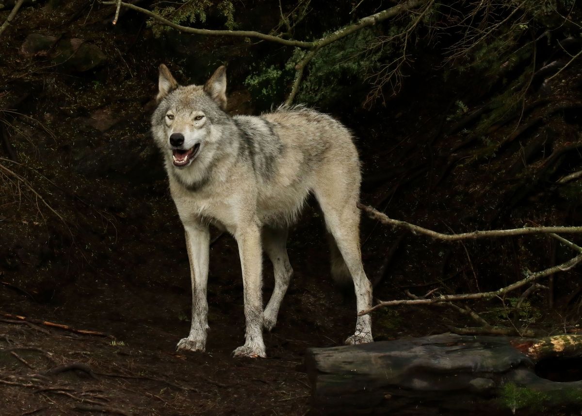 'High school jock' Poster, picture, metal print, paint by Thee Owl ...