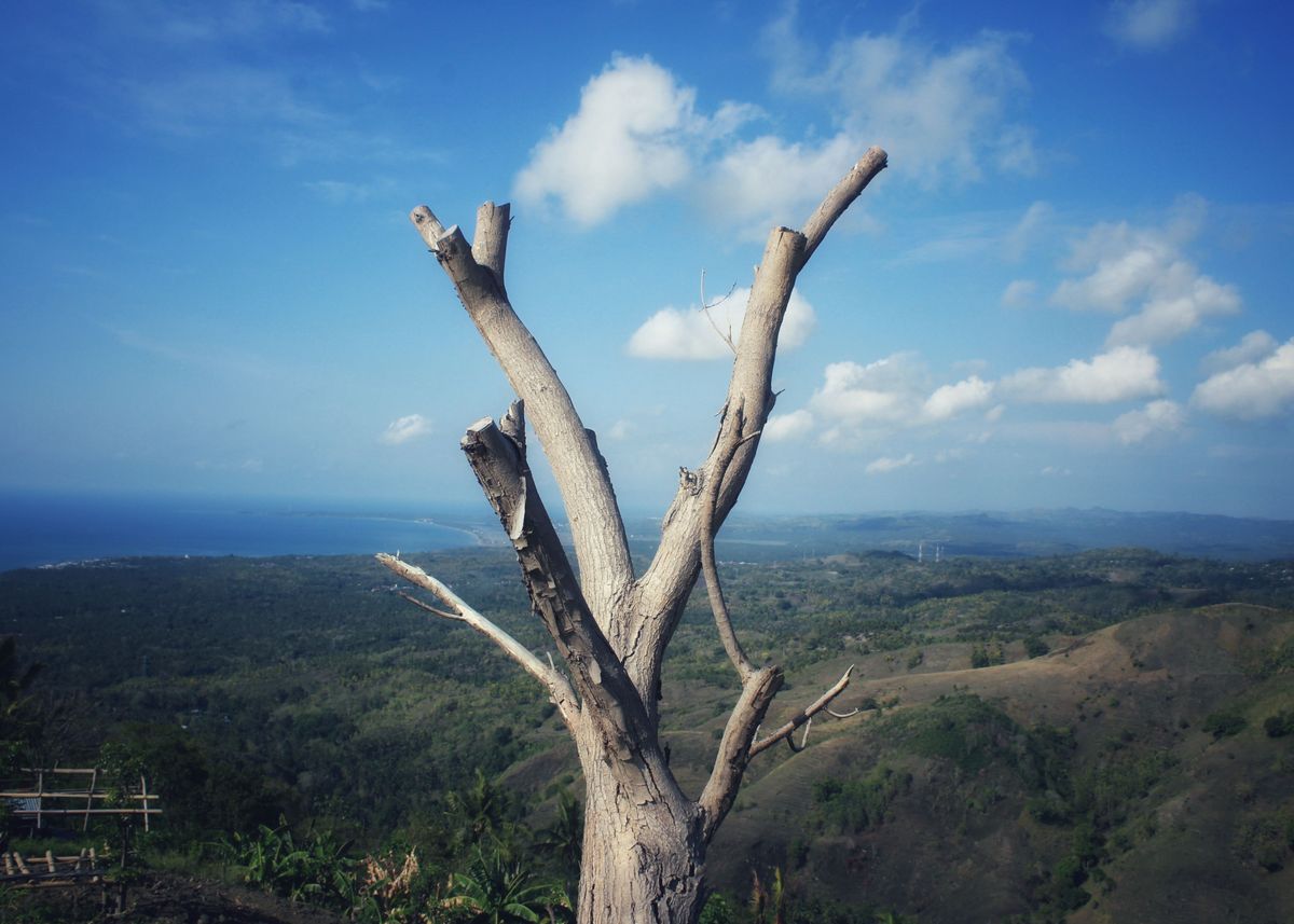 'tree trunk' Poster by Muh Aslan | Displate
