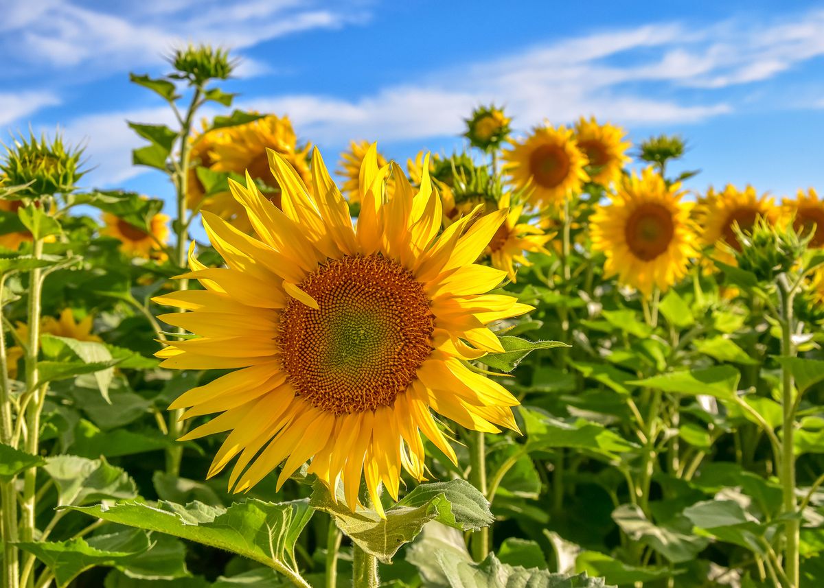 'Sunflowers' Poster, picture, metal print, paint by marco barcenas ...