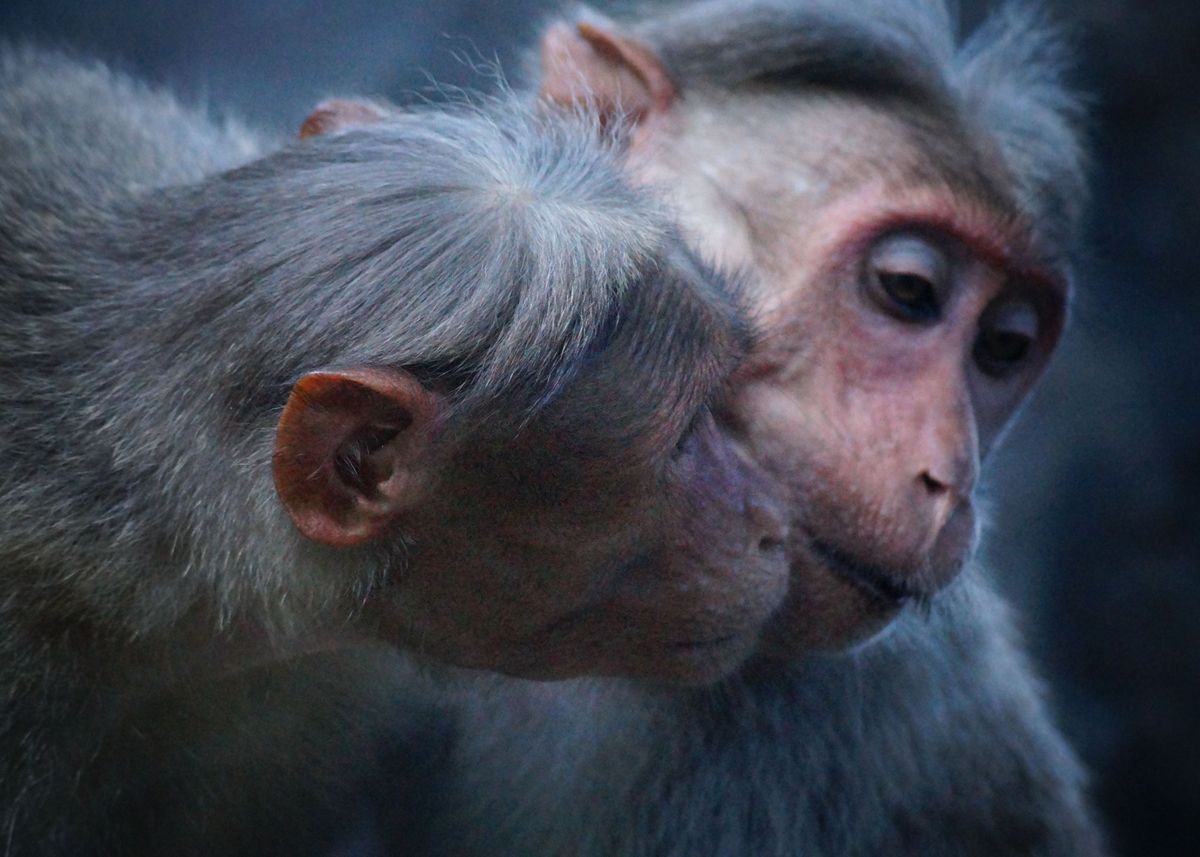 'The Nuzzle up' Poster, picture, metal print, paint by Sam Brady | Displate