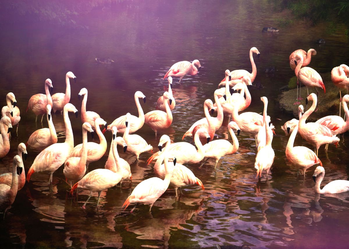 'Flamingo Magic' Poster, picture, metal print, paint by Sharon Clarke ...