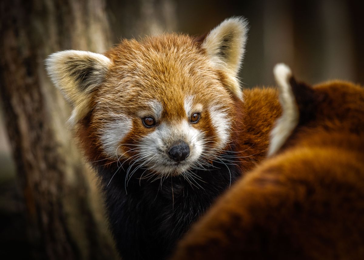 'Eyes of the Red Panda' Poster, picture, metal print, paint by Anthony ...