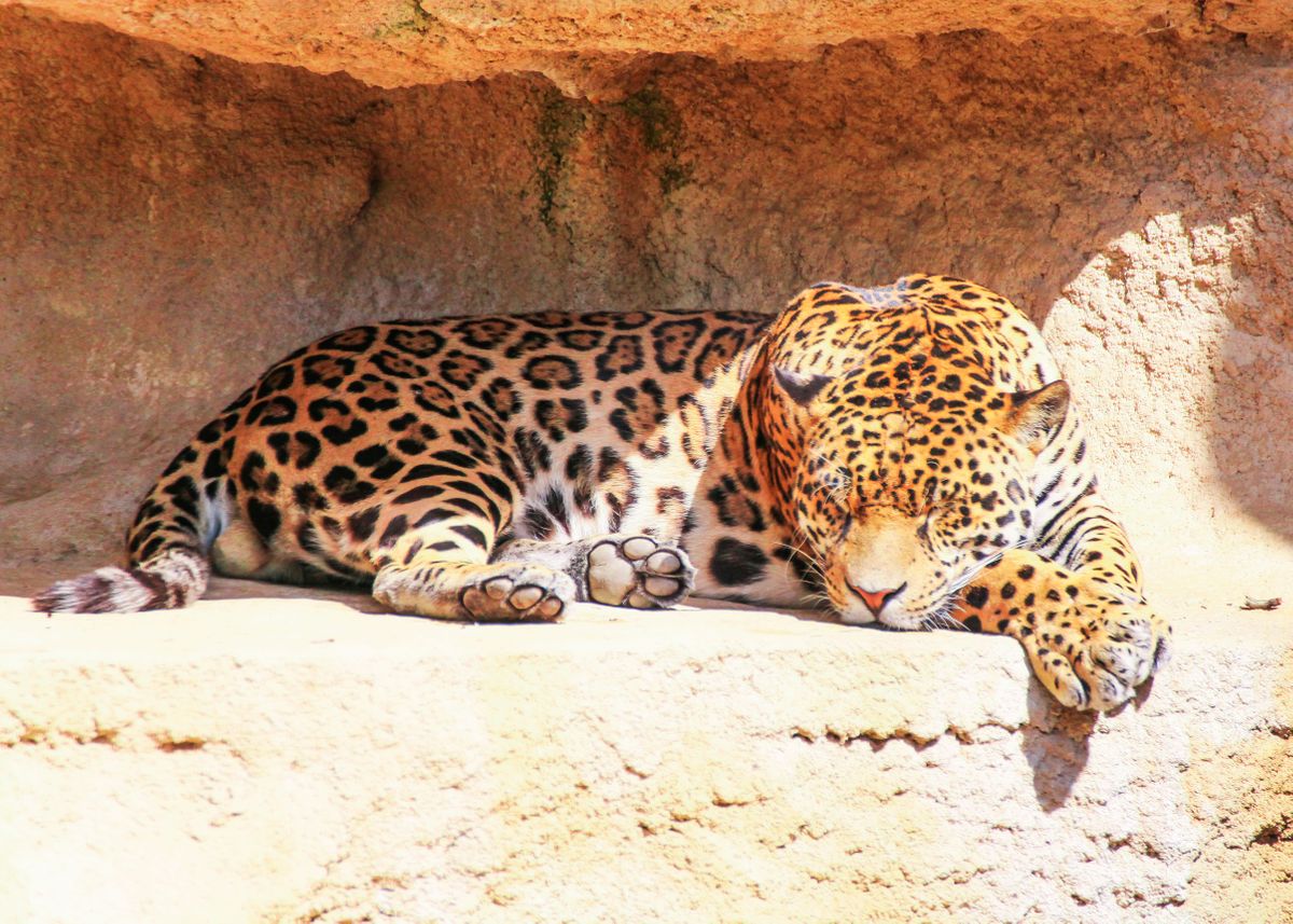 'Panther sleeping' Poster by Rousselune Shop | Displate