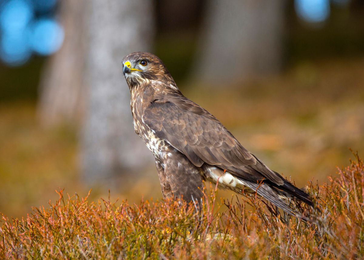 'Common Buzzard' Poster, picture, metal print, paint by David Hare ...