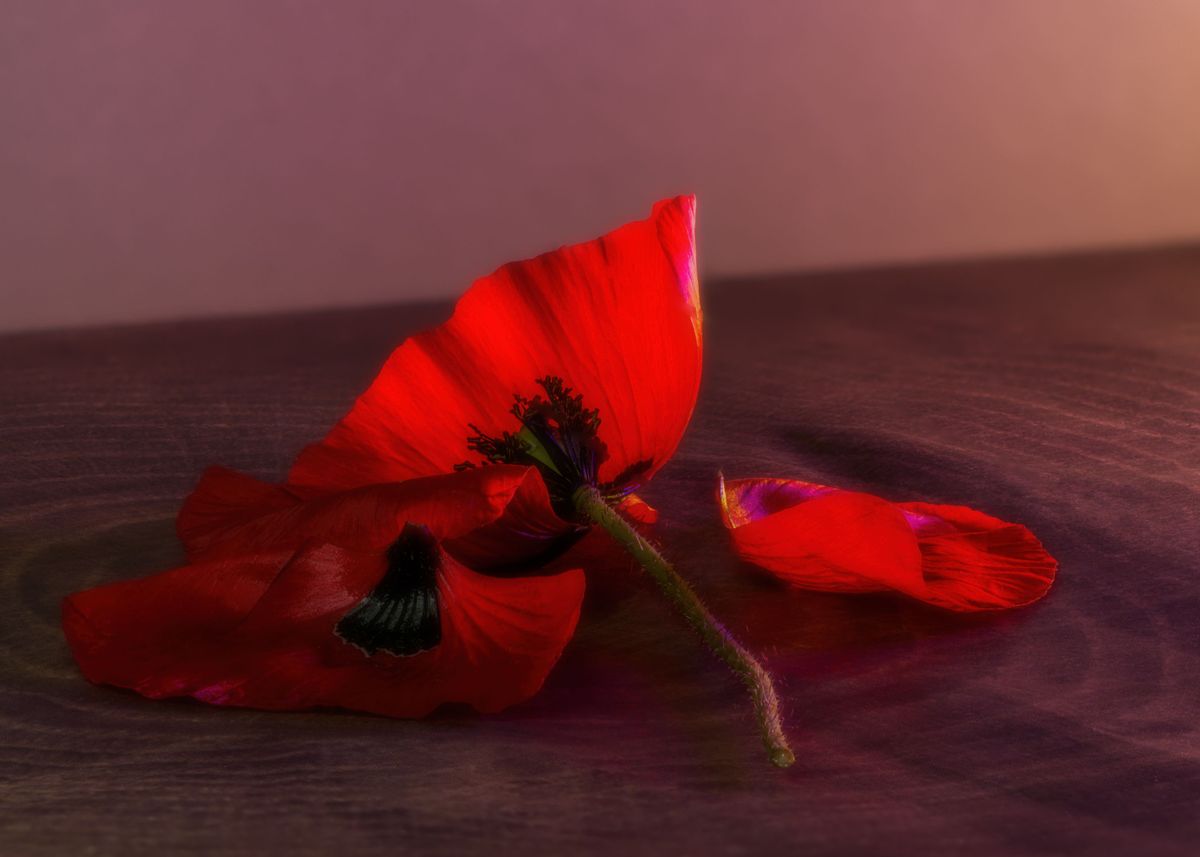 'Poppy Number 10' Poster, picture, metal print, paint by Matthew ...