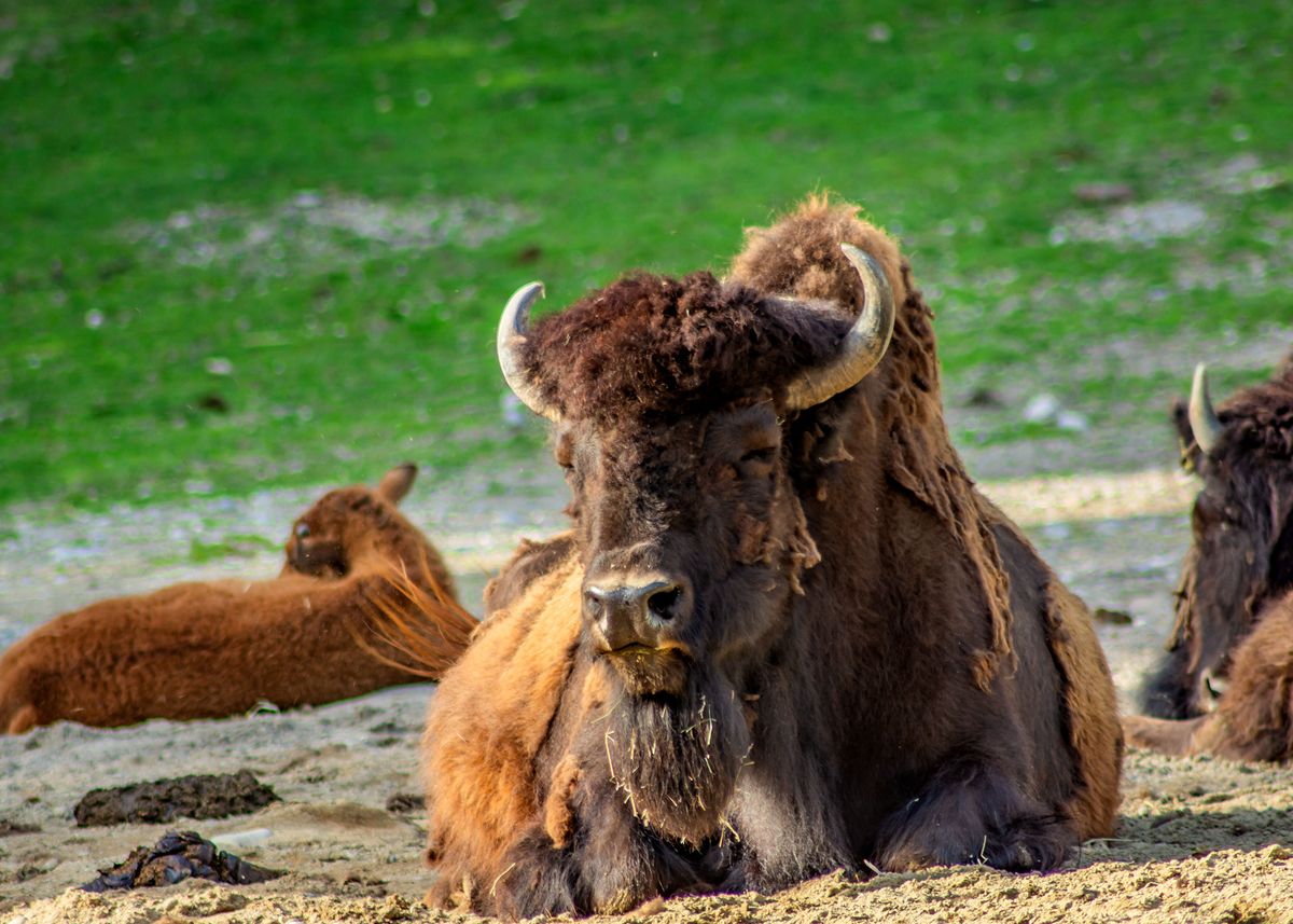 'The Bison' Poster by Michael Naegele | Displate