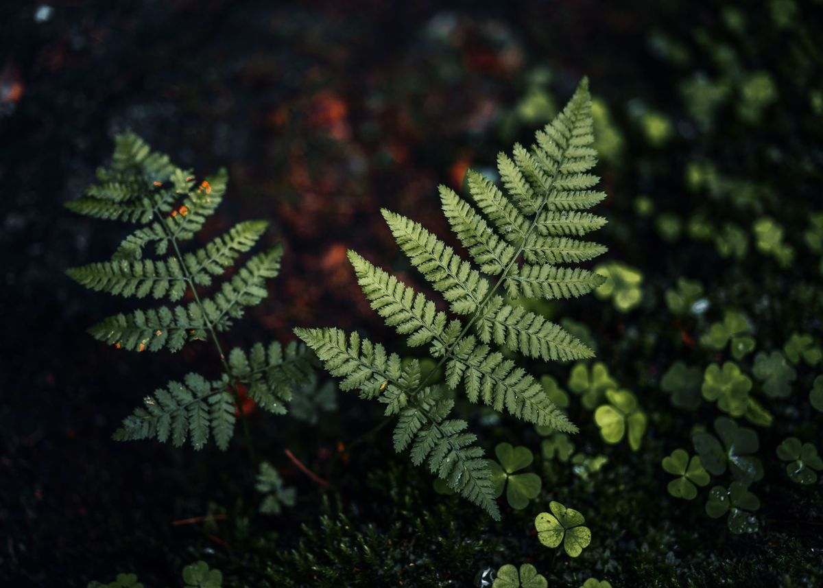 'Lush Fern' Poster by Cedric Rehm | Displate