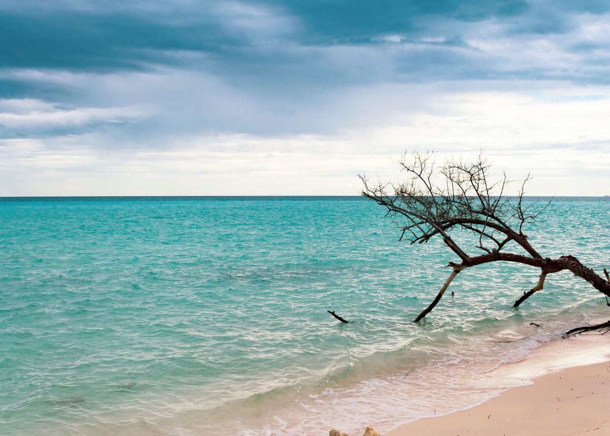 'Tree at the Sea Beach' Poster by Max Ronn | Displate