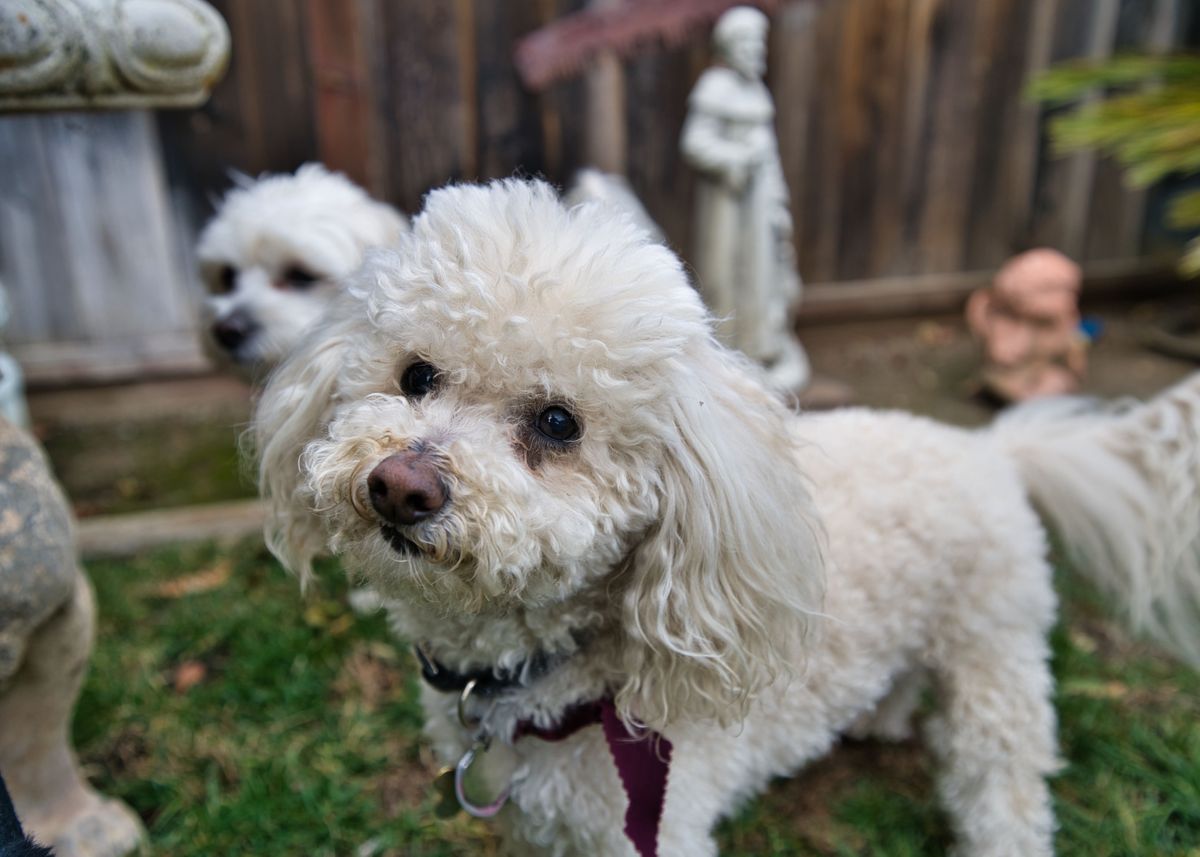 'Poodle' Poster by Edwin Kim | Displate