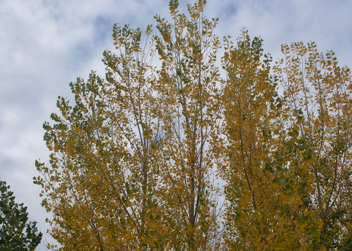 'Leaves' Poster by Edwin Kim | Displate