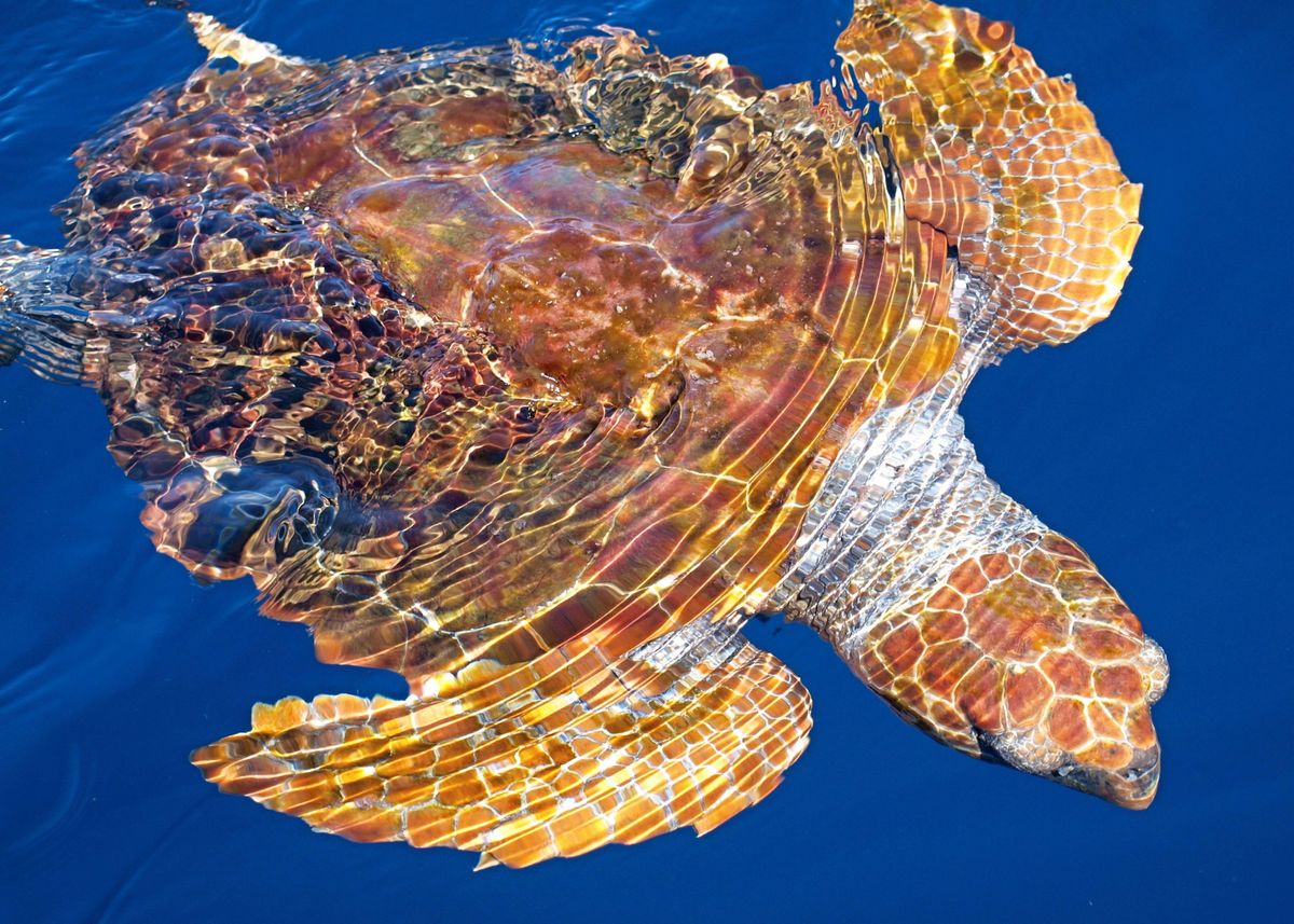 'Loggerhead sea turtle ' Poster by Chloe Yzoard | Displate