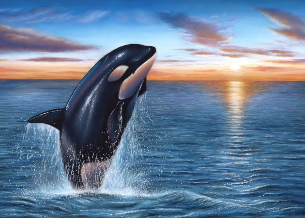 'Orca Ocean' Poster, picture, metal print, paint by Richard Macwee ...