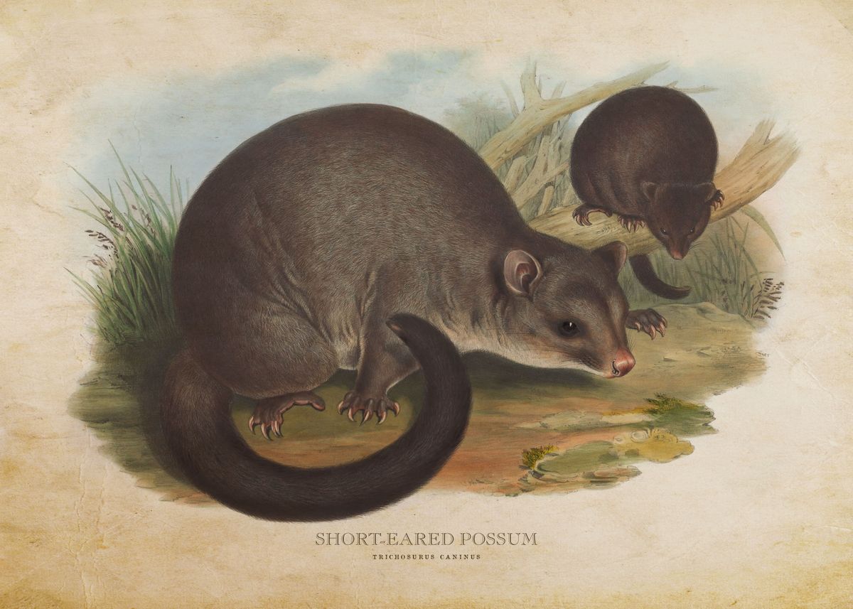 'Short Eared Possum' Poster, picture, metal print, paint by Aged Pixel ...