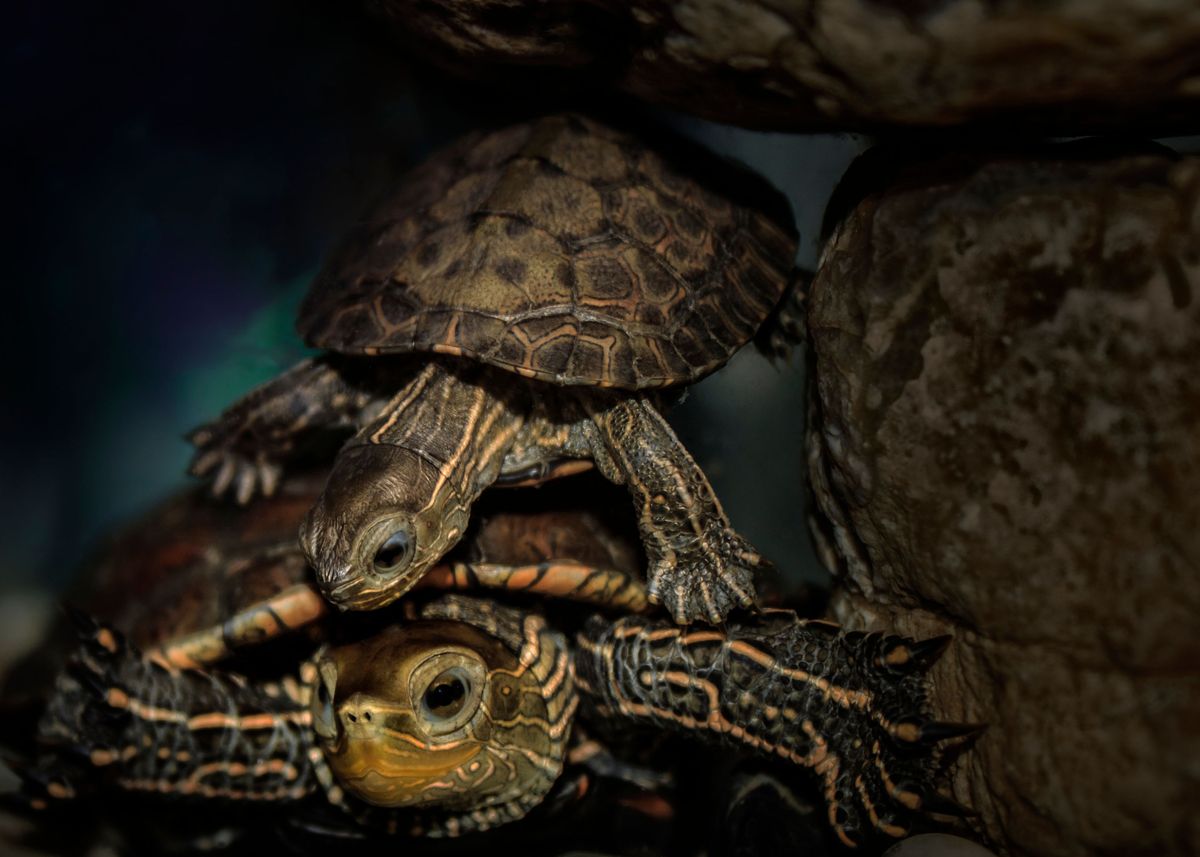 'Turtles' Poster by Amr Miqdadi | Displate