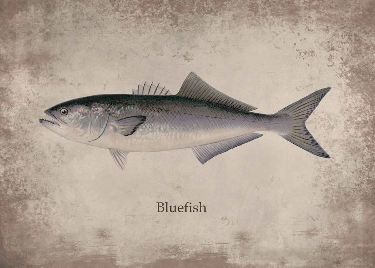 'Bluefish' Poster by XandYart | Displate