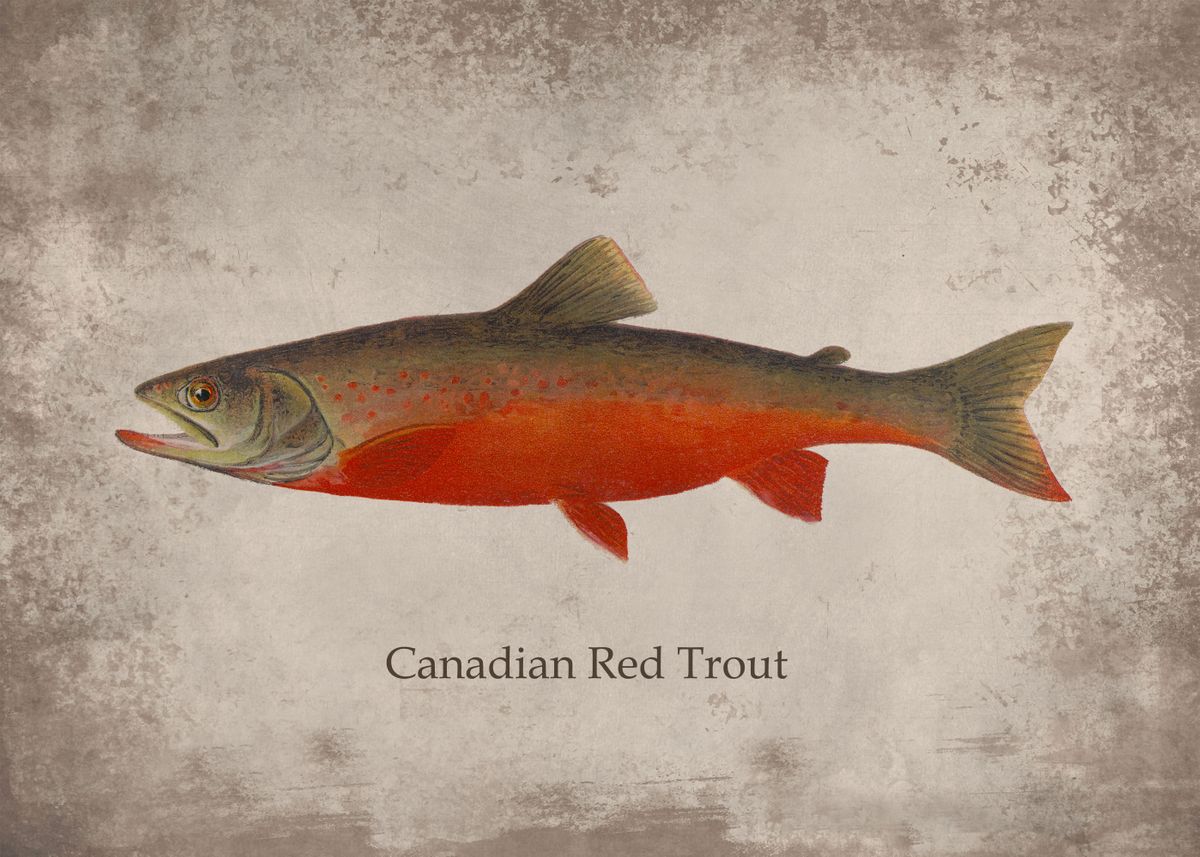 'Canadian Red Trout' Poster, picture, metal print, paint by XandYart ...