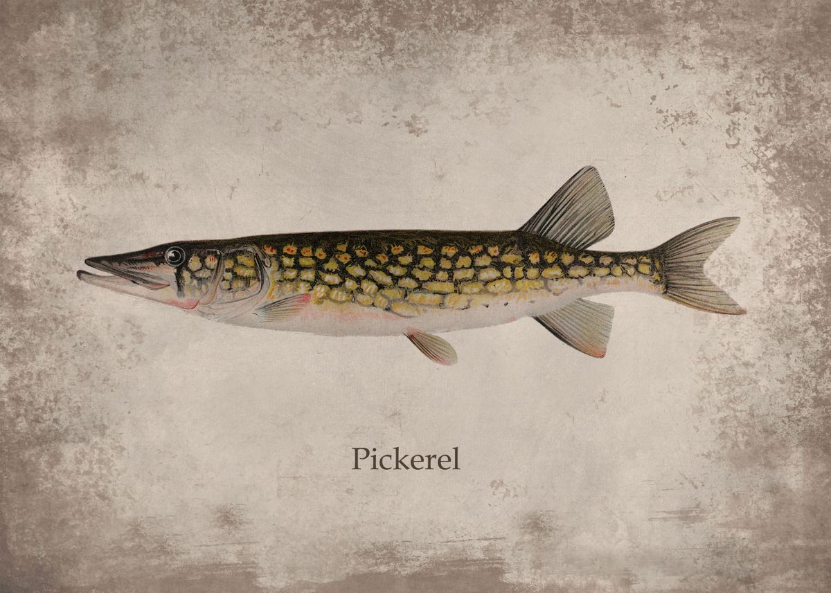 'Pickerel' Poster by XandYart | Displate
