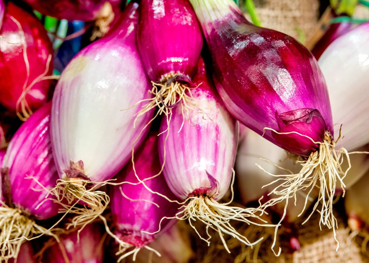 'Red onion' Poster, picture, metal print, paint by Fabrizio Troiani ...