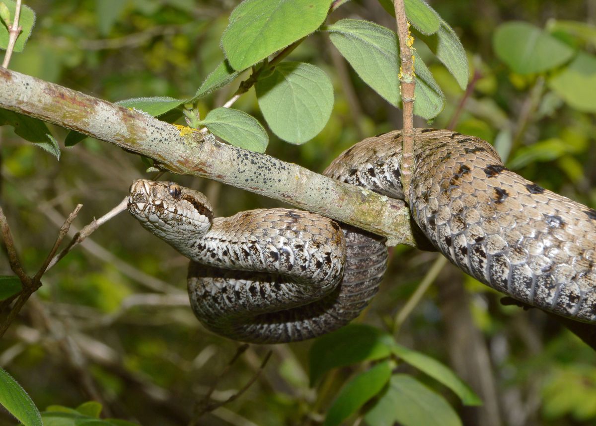 'Asp viper' Poster by Anaideia | Displate
