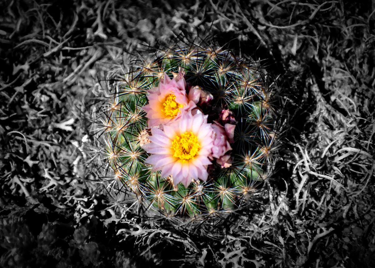 'Cactus Flower' Poster by James Suarez | Displate