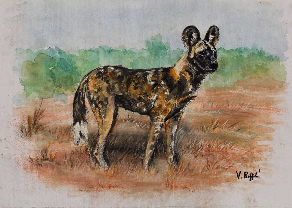 'African Wild Dog' Poster, picture, metal print, paint by Vladimira ...