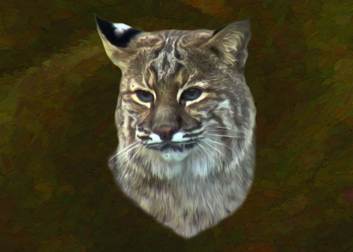 'Bobcat' Poster, picture, metal print, paint by Gyula Gvardián | Displate