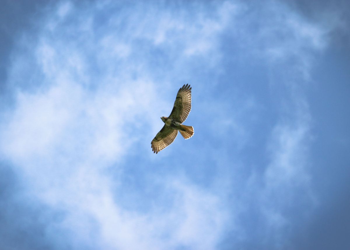 'Soaring Hawk' Poster, picture, metal print, paint by Diane Powell ...